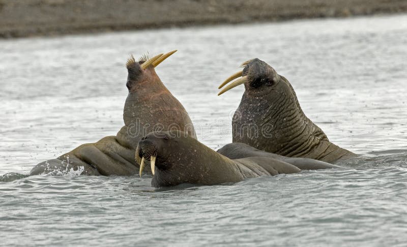 Walrus, Walrus, Odobenus Rosmarus, Stock Image - Image of noordpool ...