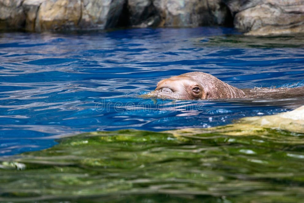 Walrus stock photo. Image of horizontal, closeup, portrait - 31743866