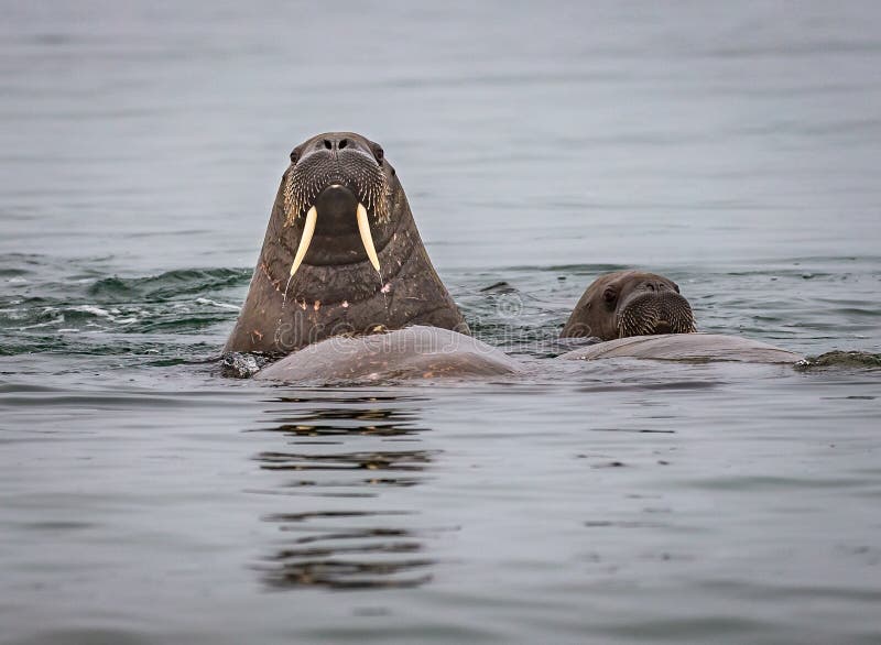 Walrus head over white stock photo. Image of coast, atlantic - 26277004