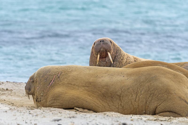 Walrus Resting and Watching Stock Image - Image of high, horizontal ...