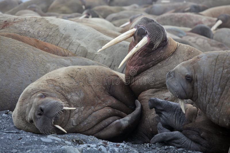 Walrus cow with cub stock photo. Image of mammal, relaxation - 60097292