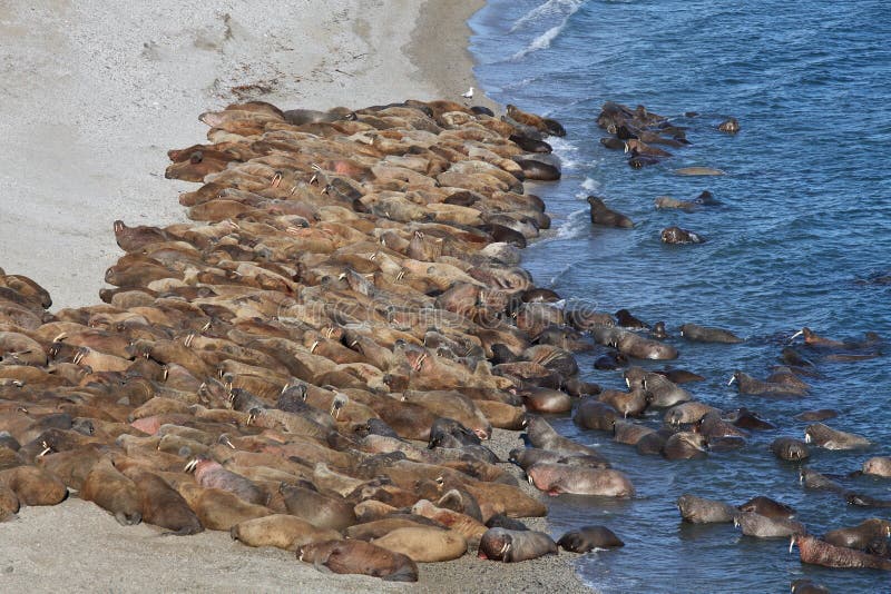 A Sleeping Alpha Walrus Male and His Females. Stock Image - Image of ...