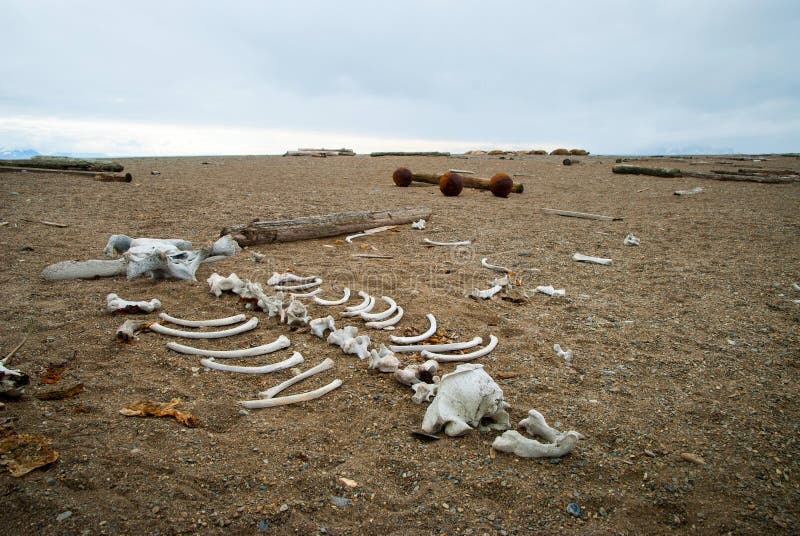 Walrus Skeleton on the Pebble Stone Shore, Svalbard Stock Image - Image ...