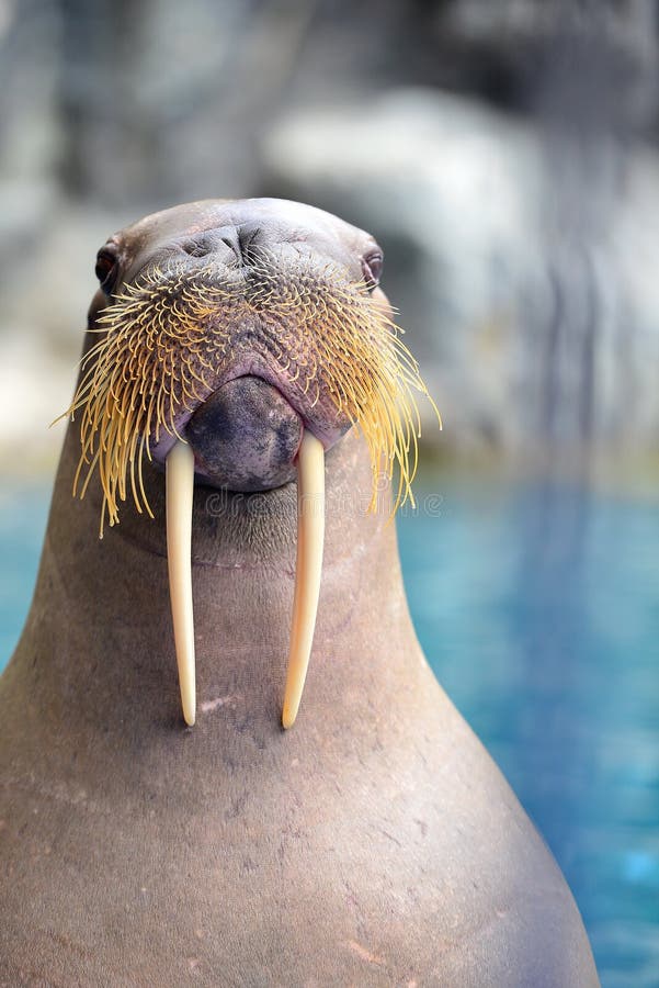 Walrus stock photo. Image of ocean, mouth, wildlife, stand - 34071948