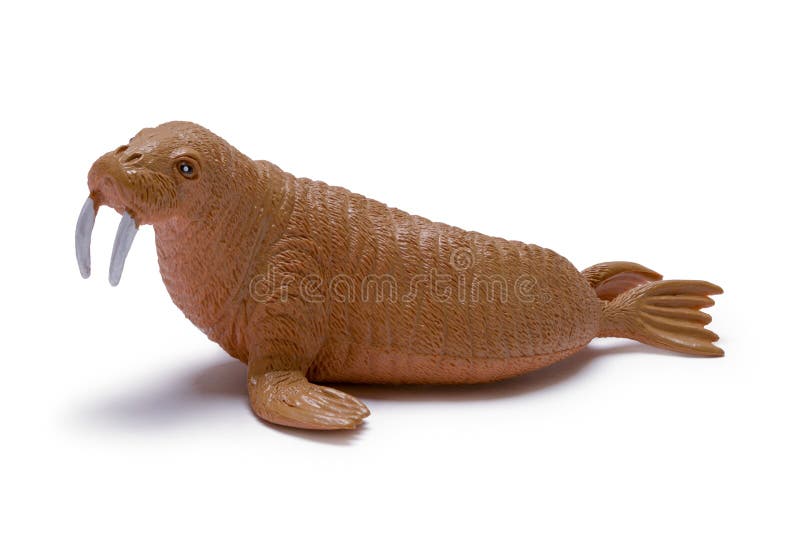 Walrus Toy stock image. Image of tusk, rubber, arctic - 295728547