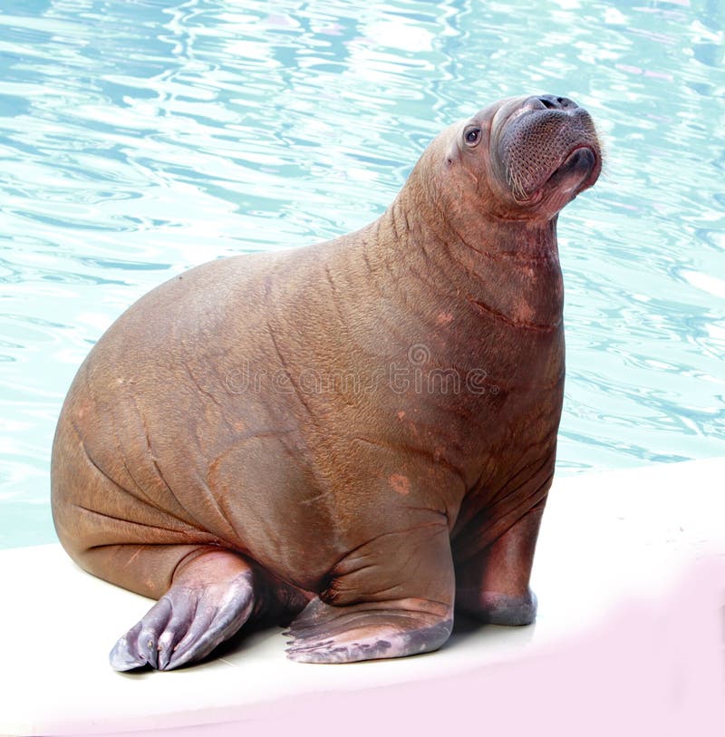 Fat Walrus Memes 15 Toothy Facts About The Atlantic Walrus