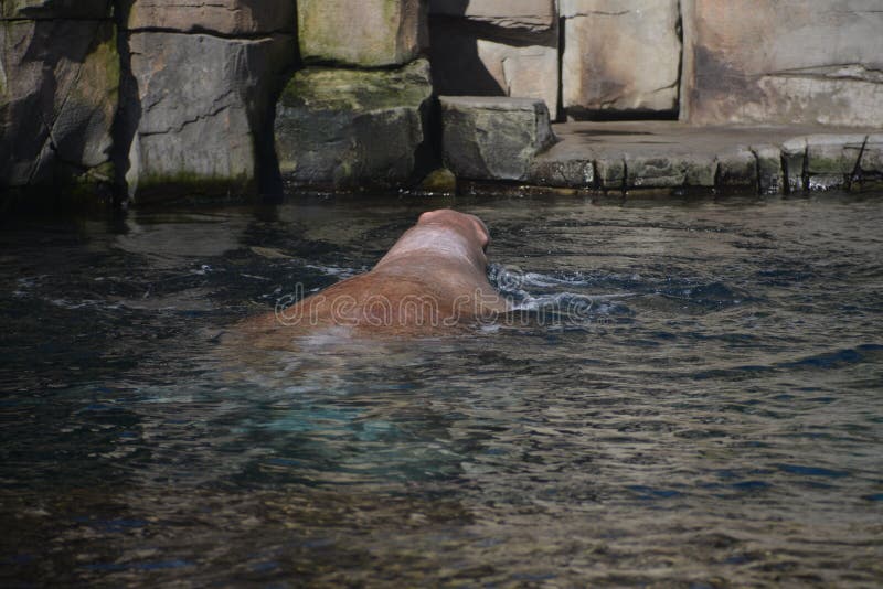 Walrus in the water stock image. Image of animal, nature - 175495121
