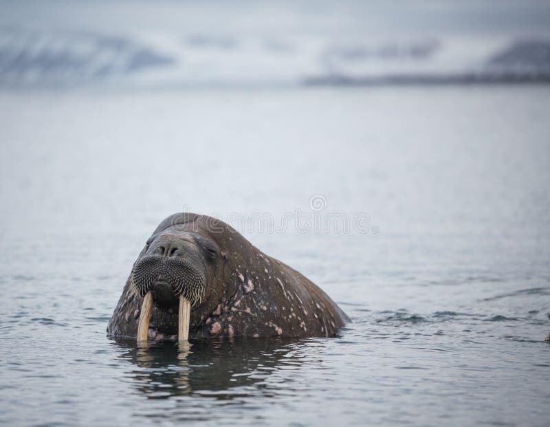 Walrus in Water in Svalbard Stock Image - Image of explore, wildlife ...