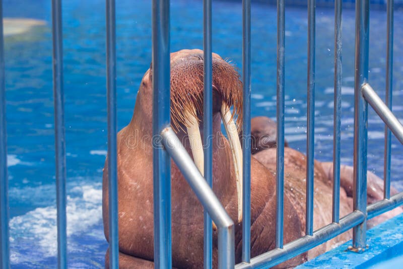 120 Big Fat Walrus Stock Photos - Free & Royalty-Free Stock Photos from ...