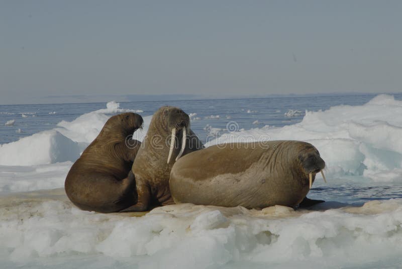 A Sleeping Alpha Walrus Male and His Females. Stock Image - Image of ...