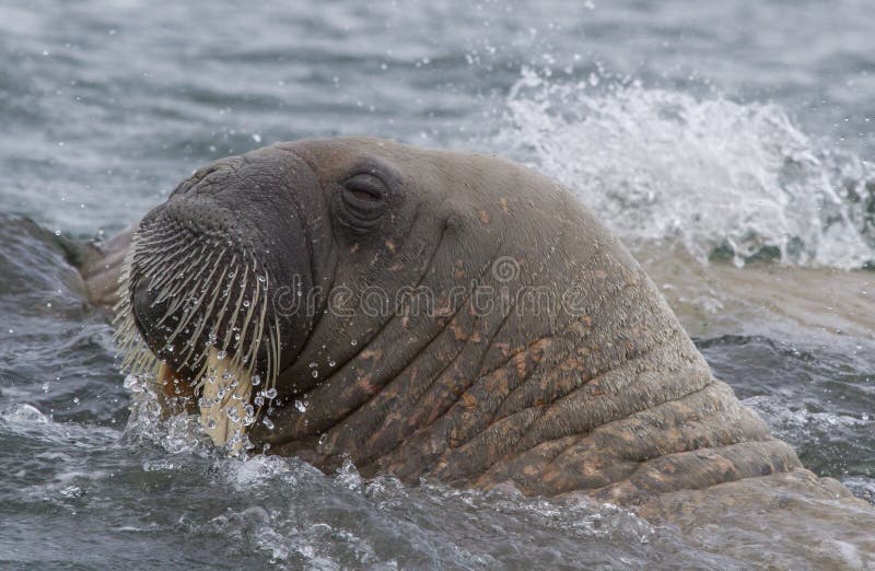 Arctic Island of Svalbard Norway, Walrus in the Cold Water of the ...