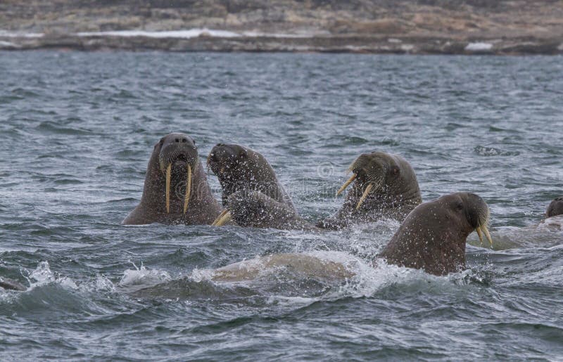 Walruses in a Water in Svalbard Stock Photo - Image of ocean, adventure ...