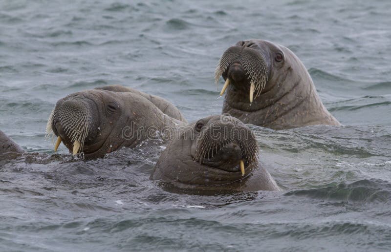 Walruses in a Water in Svalbard Stock Photo - Image of walrus, herd ...