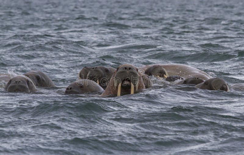 A Sleeping Alpha Walrus Male and His Females. Stock Image - Image of ...