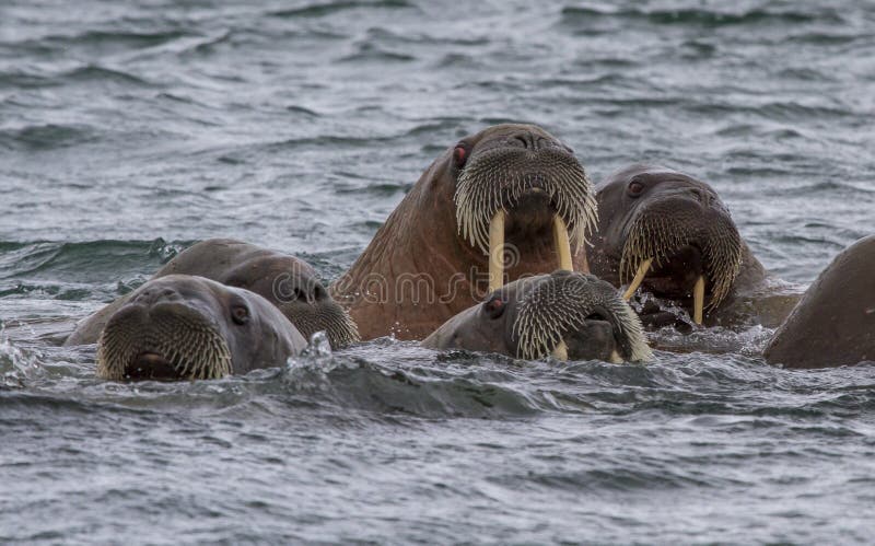 A Sleeping Alpha Walrus Male and His Females. Stock Image - Image of ...