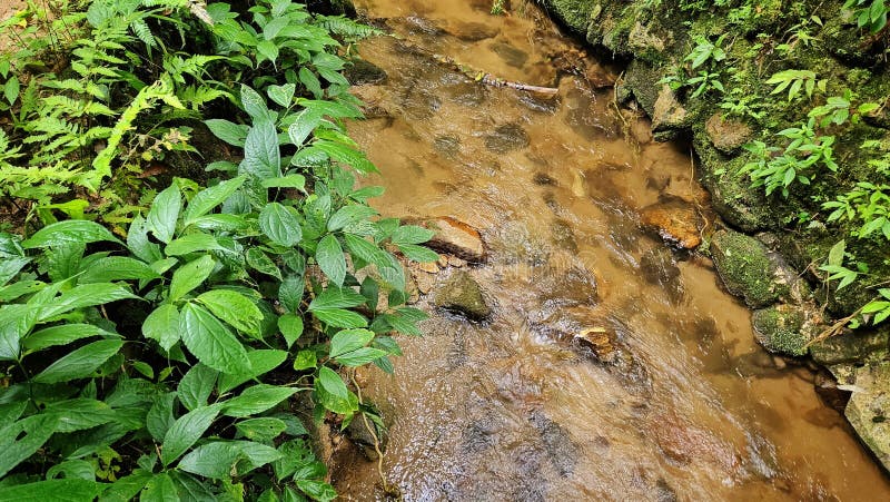 Walterfall with Stream , Tree, Fern ,moss at the Rain Forest Landscape ...