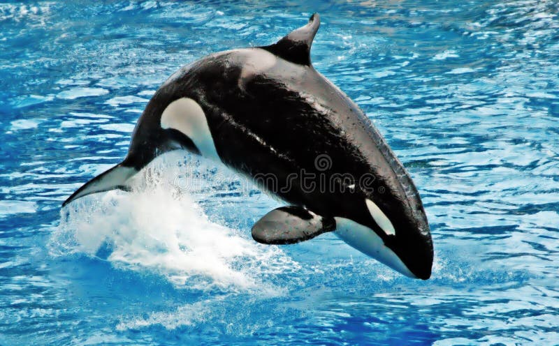 Walvis stock afbeelding. Image of macht, behendigheid, elegantie - 4273