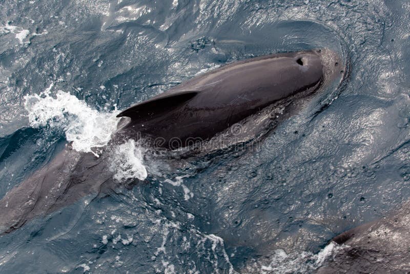Walvis stock foto. Image of oceaan, leefgebied, groot - 10915764