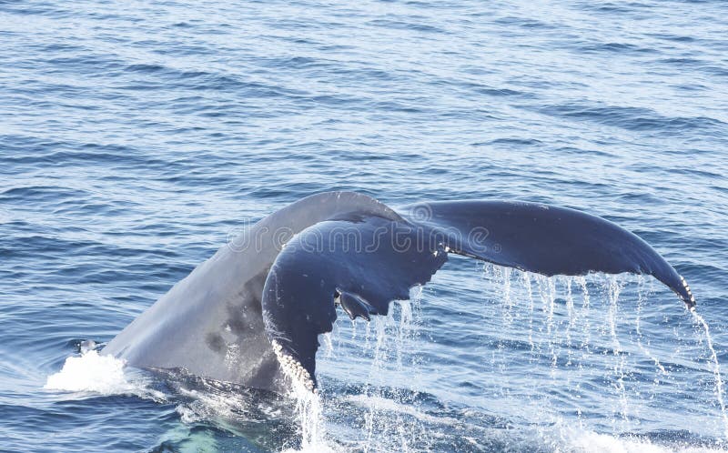 Walvis stock afbeelding. Image of erfenis, diep, biodiversiteit - 11108309