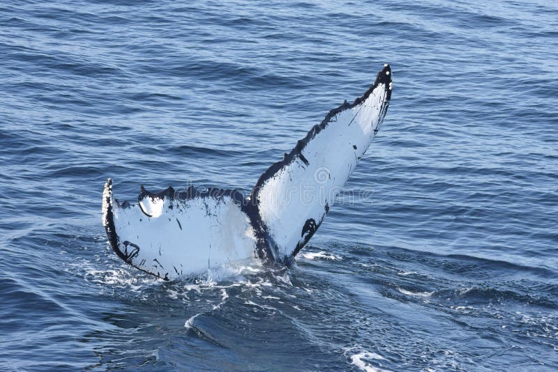 Walvis stock afbeelding. Image of erfenis, diep, biodiversiteit - 11108309