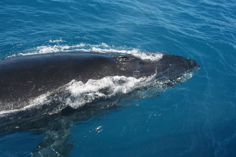 Walvis stock afbeelding. Image of herenderen, blauw, zwemmen - 14917509