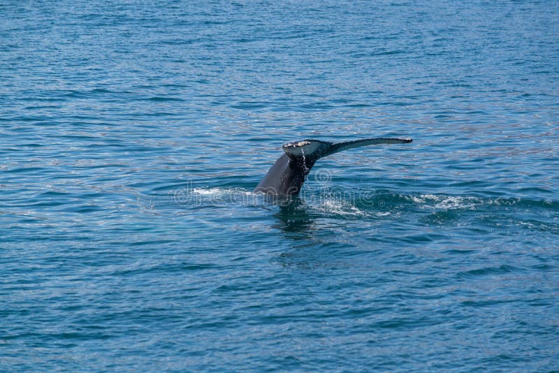 Walvis stock afbeelding. Image of walvis, bultrug, soorten - 35403423
