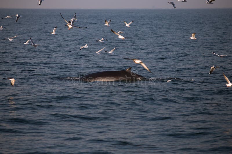 Walvis stock foto. Image of wild, balein, overzees, walvis - 64824590