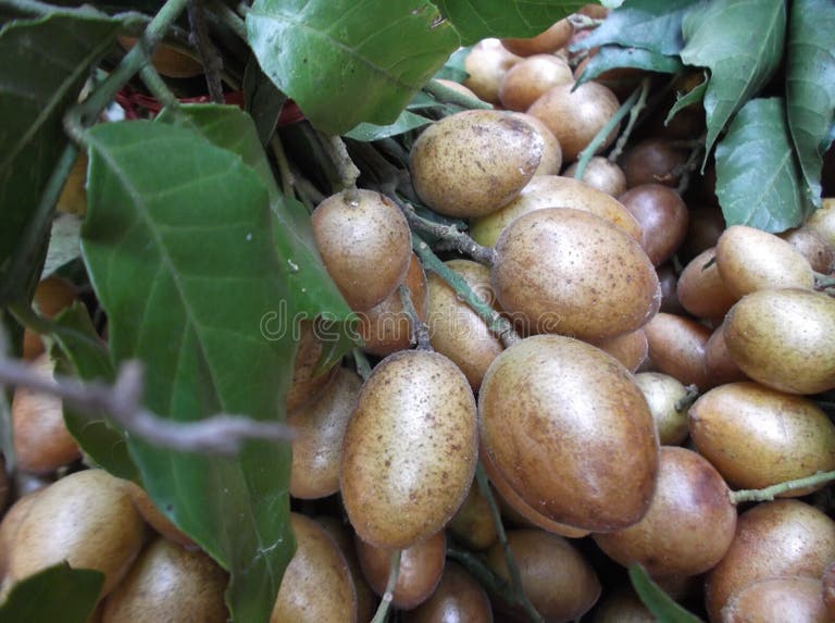 Wampee fruit stock image. Image of agricultural, food - 56668673