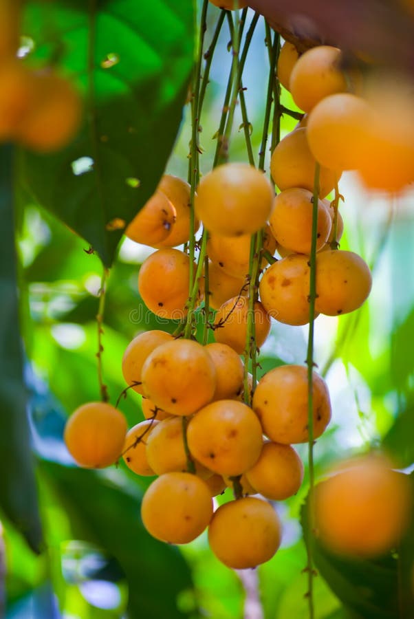 Wampee stock photo. Image of wampi, tart, wampee, blanco - 31401874