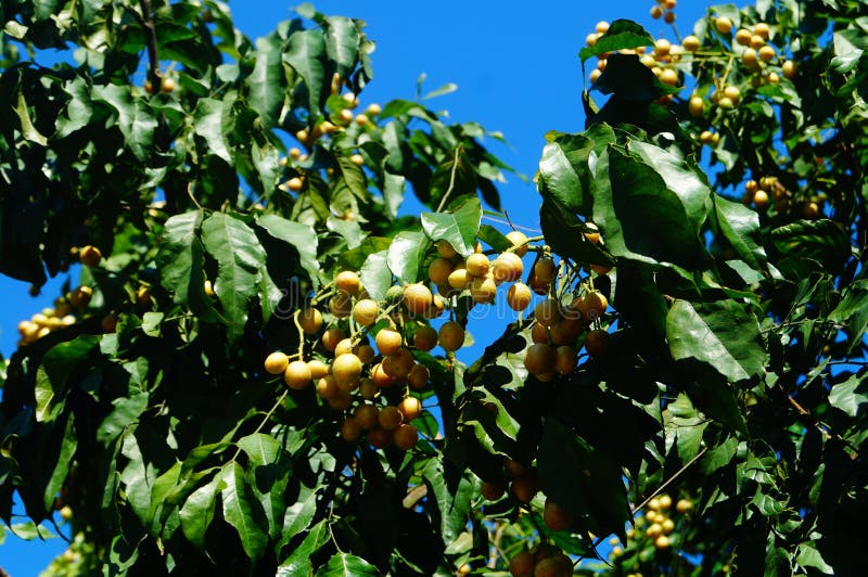 Wampee fruit stock image. Image of agricultural, food - 56668673