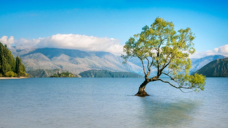 Baum im See Wanaka stockbild. Bild von wanaka, baum - 24202941