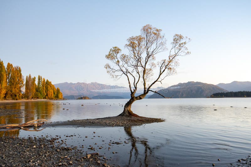 That Wanaka Tree stock image. Image of snow, travel - 317347029