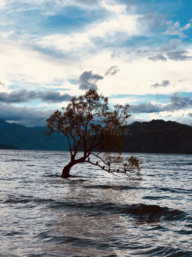 Wanaka Tree Panorama Mountain View Stock Photo - Image of view ...