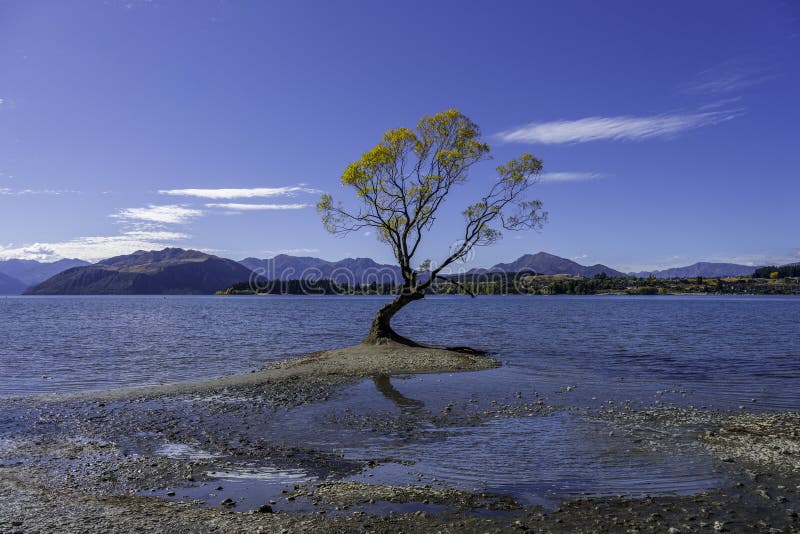 The Wanaka Tree stock photo. Image of coast, cloud, water - 373249380