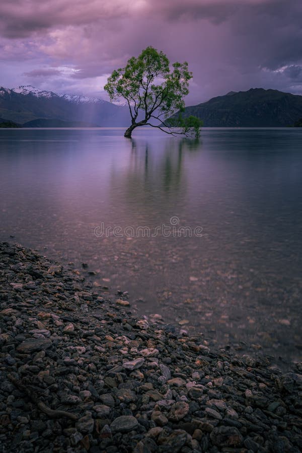 That Wanaka Tree at Sunrise, Wanaka, New Zealand Stock Image - Image of ...
