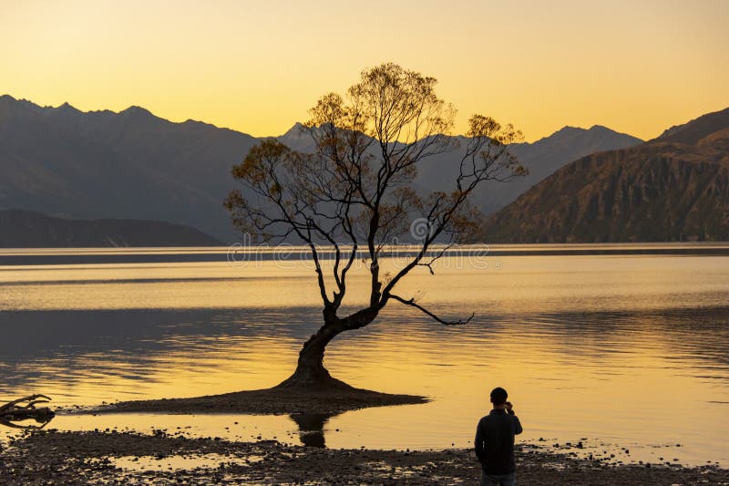 That Wanaka Tree editorial stock photo. Image of outdoor - 324695533
