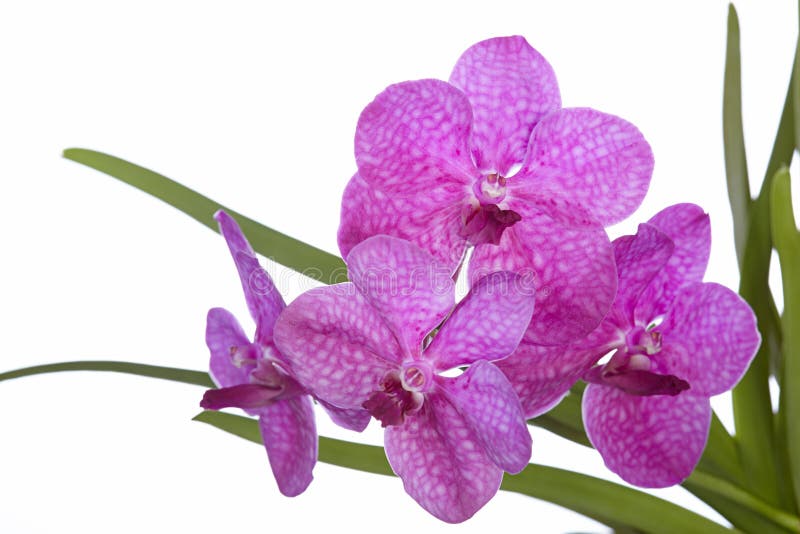 Wanda stock image. Image of spring, aromatherapy, white - 82702697