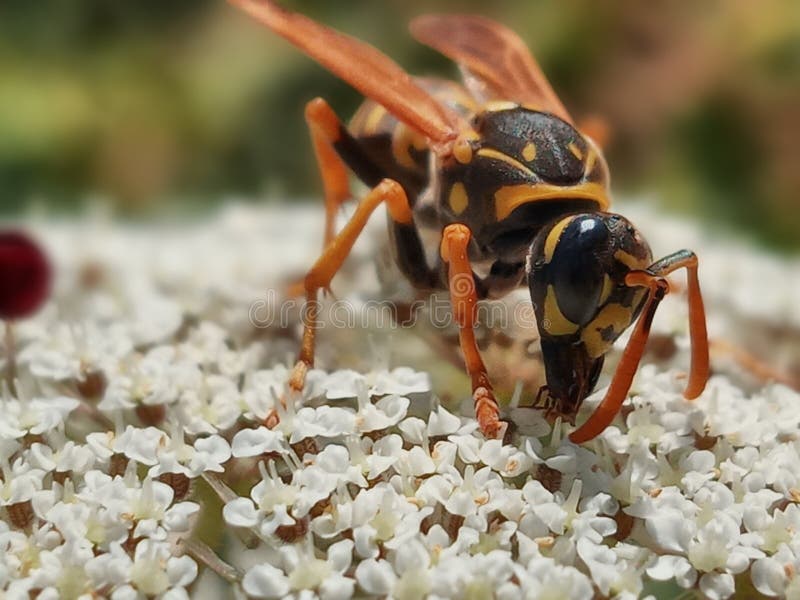 Wanda the Wasp stock photo. Image of pollinator, beetle - 264430266