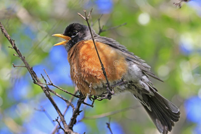 Wanderdrosselnest Mit Eiern Stockbild - Bild von wild, nest: 31248697