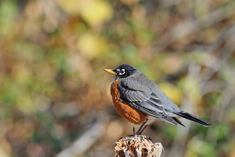 Wanderdrossel stockbild. Bild von schnabel, hintergrund - 35532773