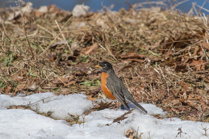 Wanderdrossel stockbild. Bild von migration, birding - 39112289
