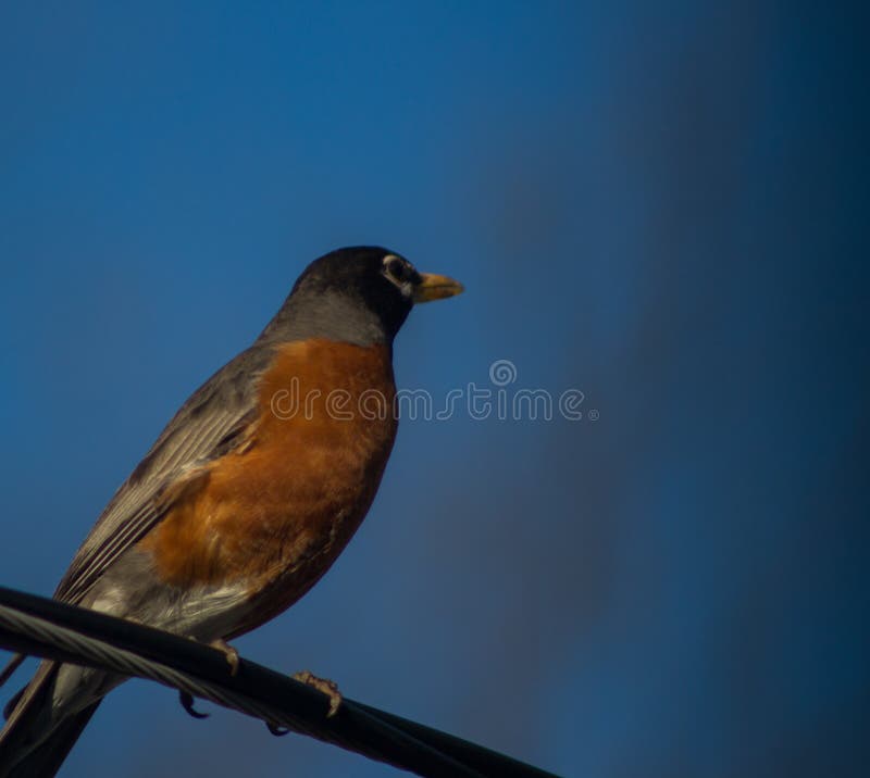 Wanderdrossel Auf Einem Draht, Der Weg Den Abstand Untersucht Stockbild ...