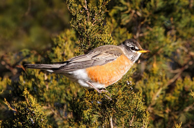 Wanderdrossel (Turdus Migratorius) in Einem Baum Stockbild - Bild von ...