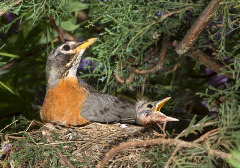 Wanderdrossel (Turdus Migratorius) Mit Nestlingen Im Nest Stockbild ...