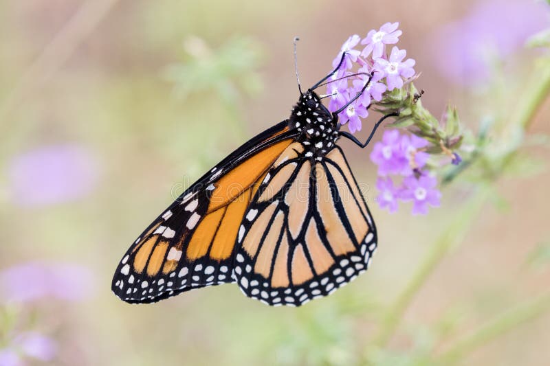 Wanderer Butterfly stock photo. Image of australia, insect - 192131956