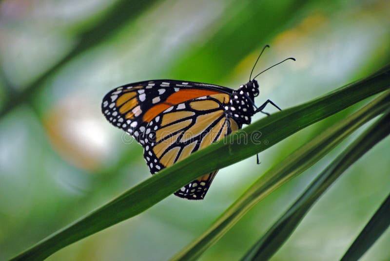 Wanderer butterfly stock image. Image of outdoors, leaf - 49250847