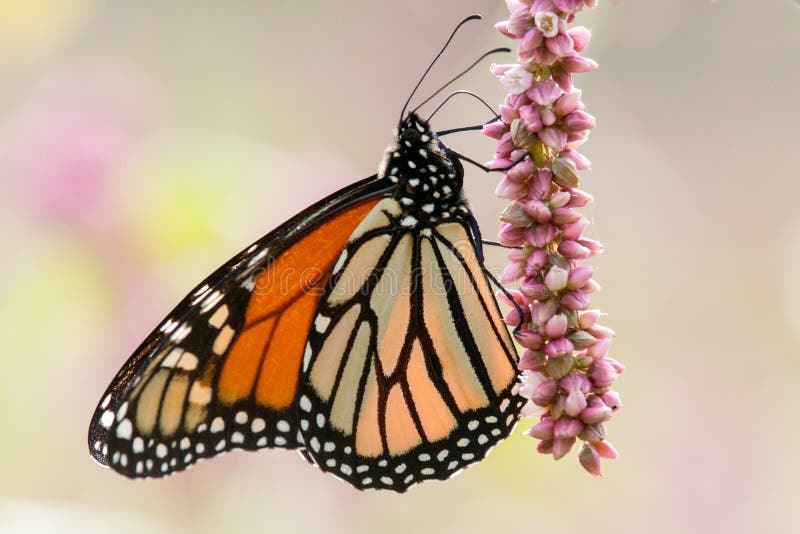 Wanderer or Monarch Butterfly Stock Image - Image of butterfly ...