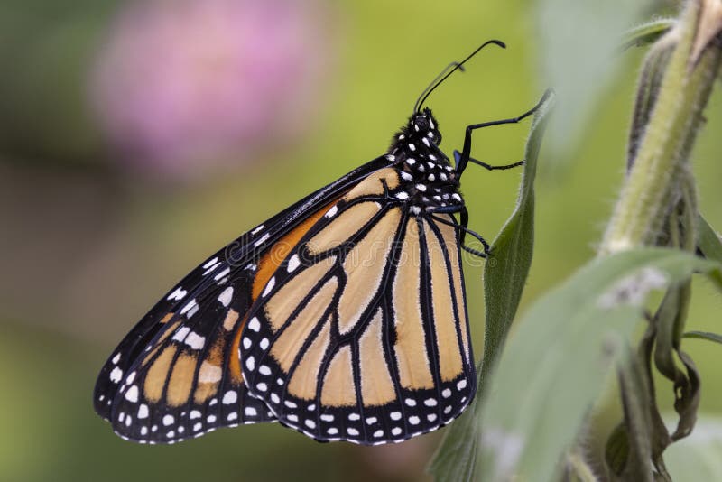Wanderer or Monarch Butterfly Stock Image - Image of monarch, nature ...