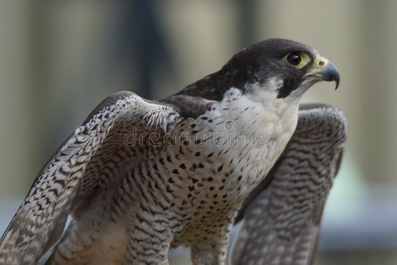 Wanderfalke Bereit Zum Flug Stockbild - Bild von falke, gefieder: 77820395