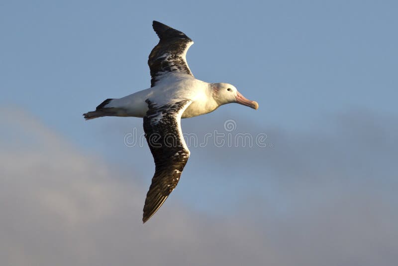Wandering Albatross Flying Over the Waters of the Atlantic Stock Image ...